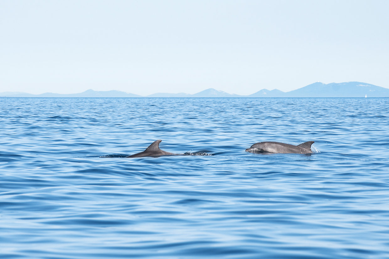 Delfin Touren auf der Insel Losinj, Kroatien | Fernweh-Fotos.de