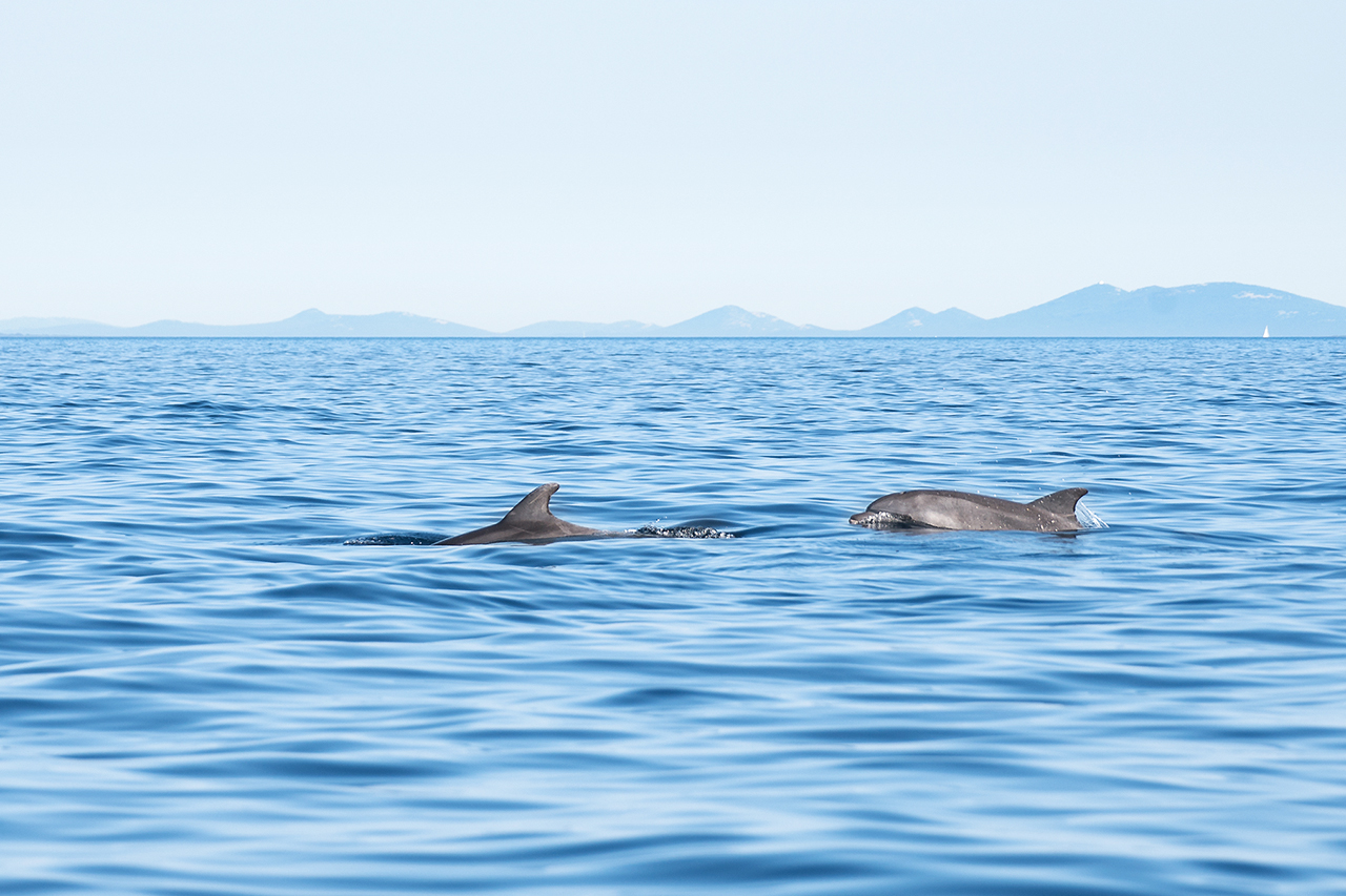 Delfin Touren auf der Insel Losinj, Kroatien | Fernweh-Fotos.de